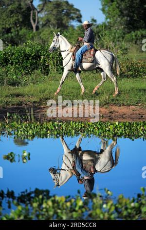 Cowboy, Pantanal, Brazil, vaqueiro, pantaneiro horse, rider Stock Photo ...