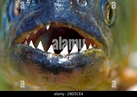 RED-BELLIED PIRANHA teeth Stock Photo - Alamy