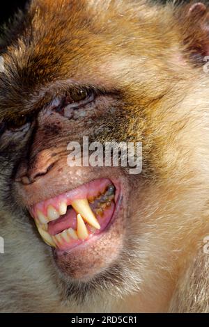 Barbary macaque (Macaca sylvanus) bares teeth (Macaca sylvana Stock ...