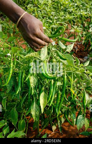 Green chilli (Capsicum frutescens) field in Oddanchatram Ottanchathiram ...