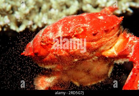 Red Crab releasing eggs, Sudan (Etisus splendidus), oviposition Stock ...