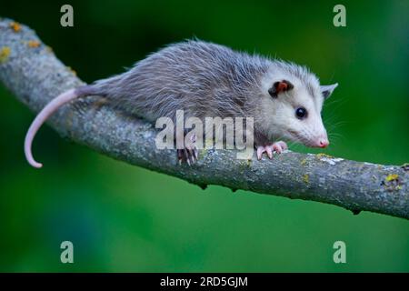North American Opossum, young, Minnesota, USA (Didelphis marsupialis ...