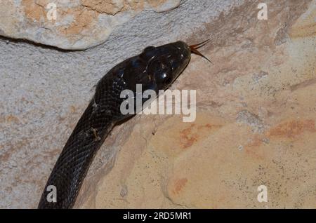 Oklahoma Black Rat Snake Stock Photo - Alamy