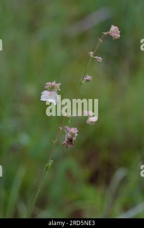 White Four o'Clock (Mirabilis albida Stock Photo - Alamy