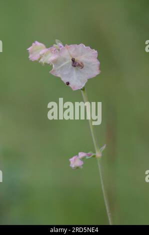 White Four o'Clock (Mirabilis albida Stock Photo - Alamy