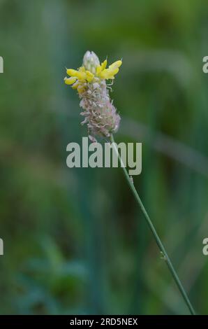 Golden Prairie Clover, Dalea aurea Stock Photo - Alamy