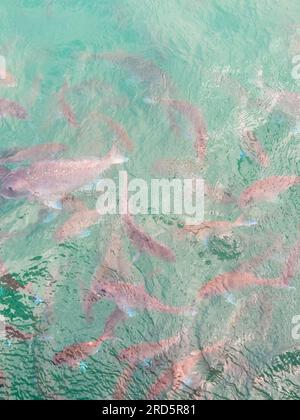 Snapper (Chrysophrys auratus Stock Photo - Alamy