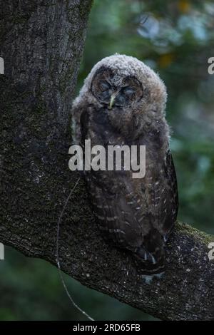 A sleeping camouflaged Northern Spotted owl (Strix occidentalis caurina ...