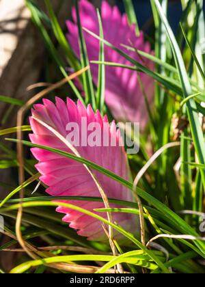 Pink quill plant paddle like bracts and green blade-like leaves closeup ...