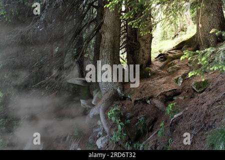 fir forest shrouded in fog with a glimmer of light Stock Photo - Alamy