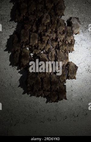 Greater mouse-eared bat hibernating in the tunnel system of Festungsfront Oder-Warthe-Bogen ...