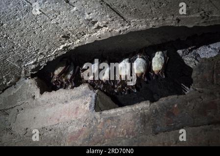 Natterer's bat hibernating in the tunnel system of Festungsfront Oder-Warthe-Bogen (Fortified ...
