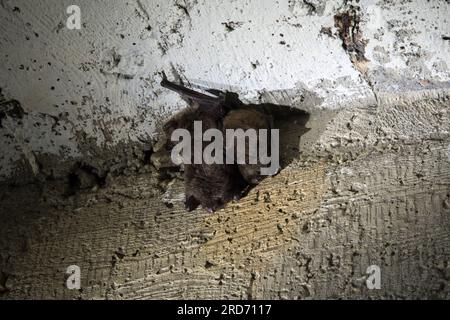 pond bat hibernating in the tunnel system of Festungsfront Oder-Warthe-Bogen (Fortified Front ...