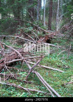 ANCIENT WOODLAND with fallen and decomposing tree Stock Photo - Alamy