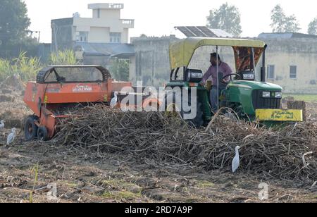 INDIA, Punjab, Kharar, sugar cane farming, cane straw pressing after ...