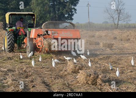 INDIA, Punjab, Kharar, sugar cane farming, / INDIEN, Punjab ...