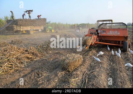 INDIA, Punjab, Kharar, sugar cane farming, seasonal labourer at manual ...