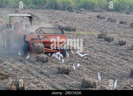 INDIA, Punjab, Kharar, sugar cane farming, cane straw pressing after ...