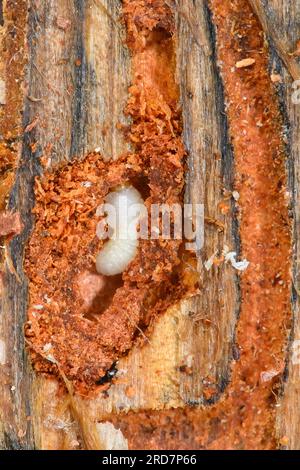 Tree infested with bark beetles larvae Stock Photo - Alamy