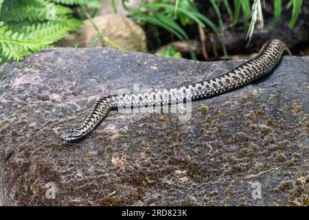 The Northern Viper ore common adder is one of the most wide spread ...