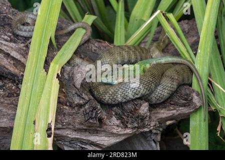 Ring snake with ocellated lizard Stock Photo - Alamy