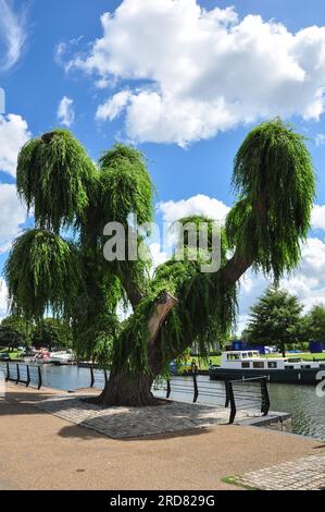 Unusually shaped tree Stock Photo - Alamy