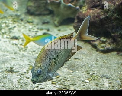 Starry Rabbitfish, Siganus stellatus, portrait, The Maldives Stock ...