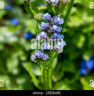 a cluster of purple sea lavender flowers growing on rocky cliffs next ...