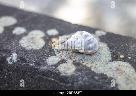 Sea shells of various types on top of a stone with fungi, natural light ...