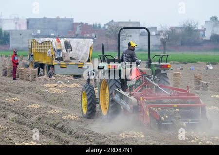INDIA, Punjab, Jalandhar, Sangha Group, seed potato farming, harvest ...