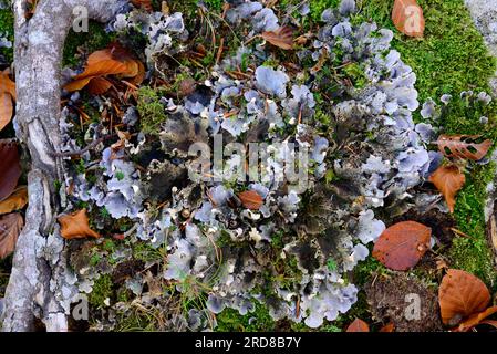 Peltigera praetextata is a terricolous foliose lichen. Ascomycota ...