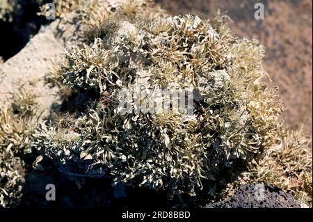 Ramalina canariensis is a fruticose lichen. Ascomycota. Ramalinaceae ...