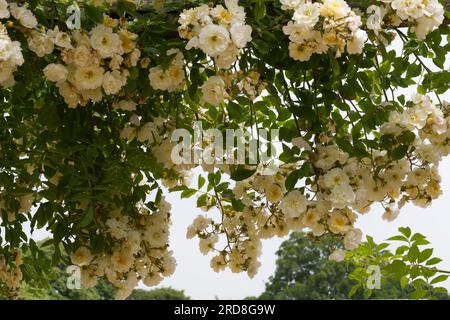 Pale yellow frilly double summer rose flowers of Rosa Goldfinch in UK ...
