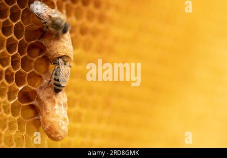 Ruling Royalty: Bee Breeder's Snapshot of Queen Bees on Honeycomb Stock ...