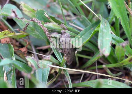 Turnip cutworm (Agrotis segetum) polyphagous soil pest caterpillar ...