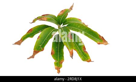 Blight diseases Mango leaves isolate on white background Stock Photo ...