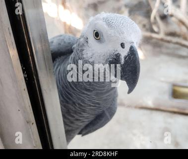 African grey parrot (Jako) at zoo Stock Photo - Alamy