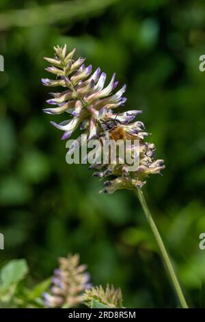 Honeybee pollinating a Licorice (Glycyrrhiza glabra) blossom. Botanical ...