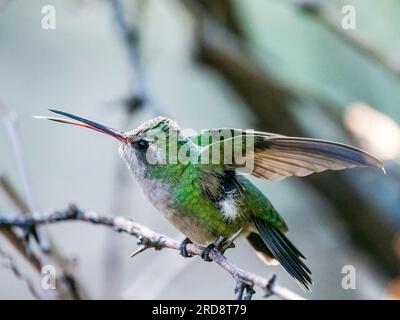 Female broad billed hummingbird (Cynanthus latirostris) in flight Stock ...