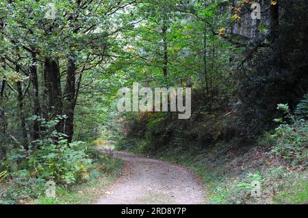 Pullabrook Wood on Dartmoor National Park, Devon, England Stock Photo ...