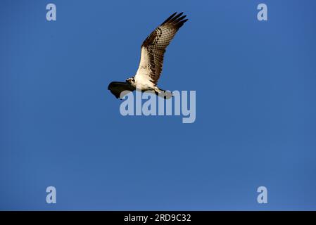 Osprey flying over the water on the bay Stock Photo - Alamy