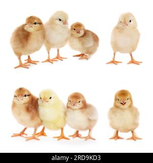 Collage with small cute baby chickens isolated on white Stock Photo - Alamy