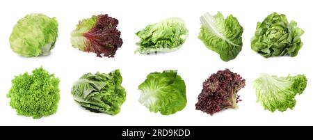 Different types of lettuce isolated on white, collage design Stock ...