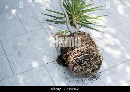 Repotting dracaena with root bounding. Root bound house plant. Tight ...