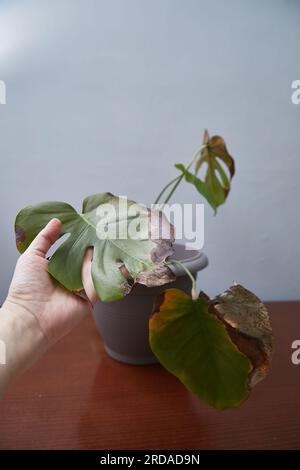 A monstera flower with a disease. Diseases of potted flowers are gray ...