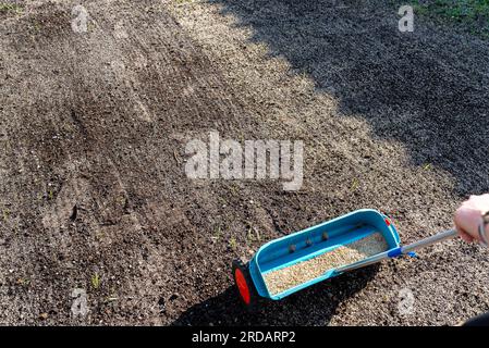 Sowing grass with a wheeled seeder, visible grass grains and black soil ...