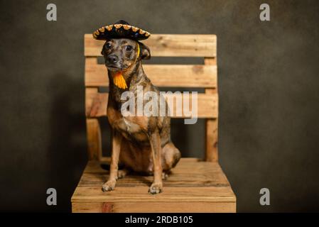 Dog seated wearing Mexican charro hat. Portrait of mascot celebrating ...