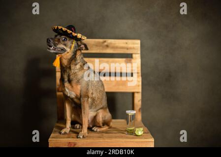 Dog seated wearing Mexican charro hat. Portrait of mascot celebrating ...