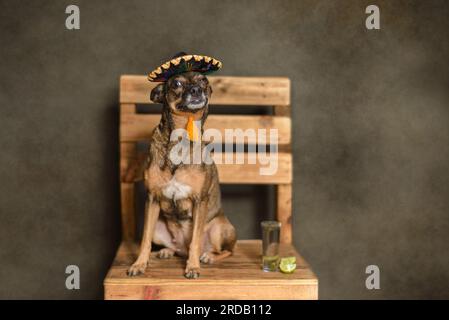 Dog seated wearing Mexican charro hat. Portrait of mascot celebrating ...
