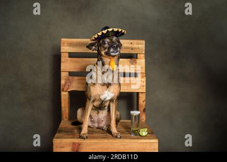 Dog seated wearing Mexican charro hat. Portrait of mascot celebrating ...